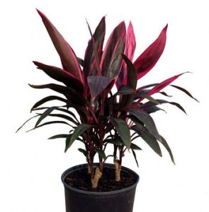 20 Good Luck Plants to Brighten Up Your Home Office - ivetriedthat